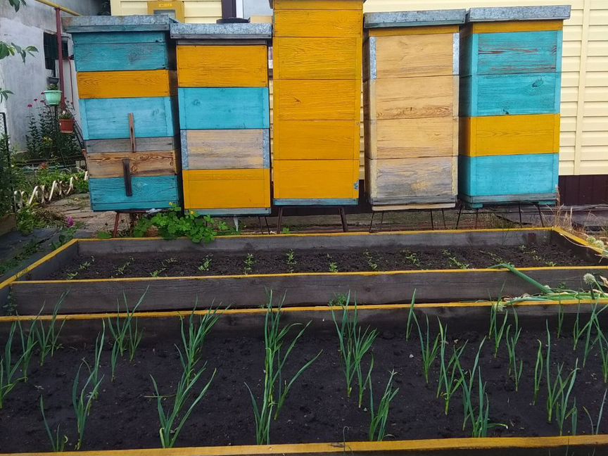 Продам ульи для пчел