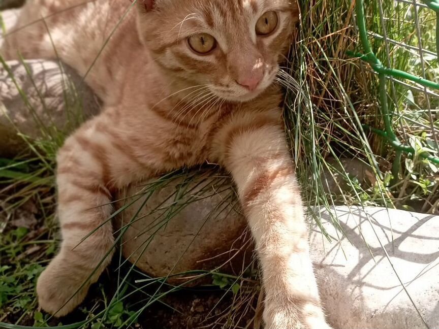 Кошка в дар