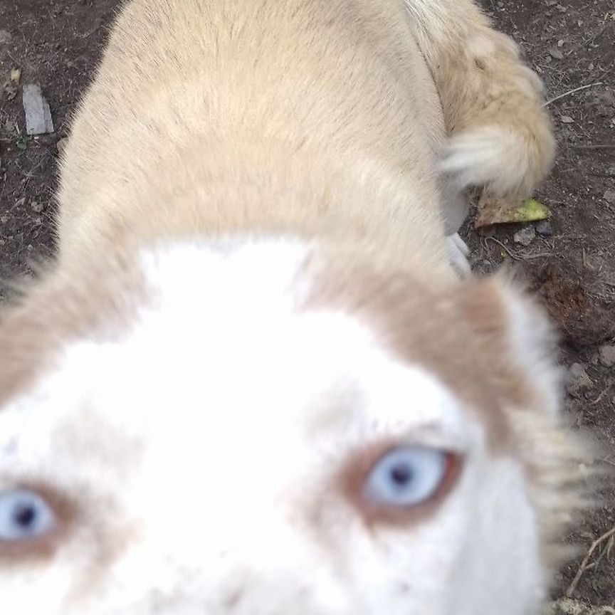 Две хаски в добрые руки