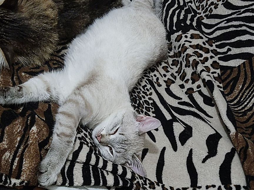 Отдам котика в добрые руки