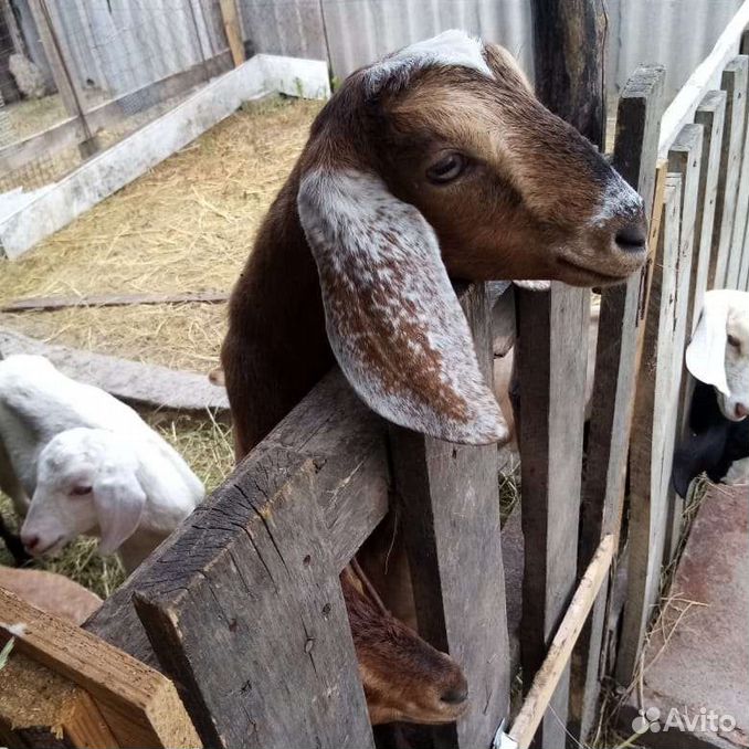 Молодняк нубийский