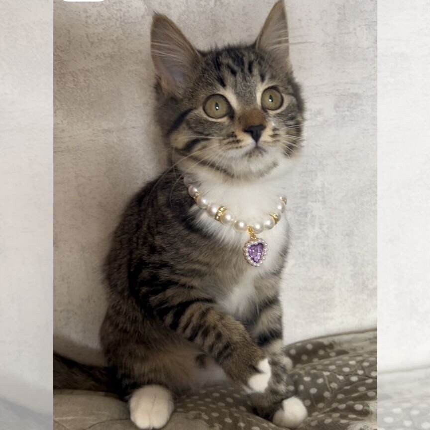 Маленький котенок бесплатно