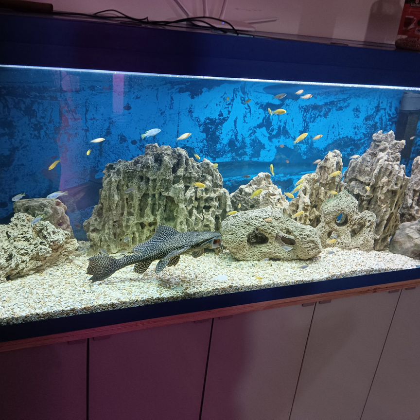Птеригоплихт