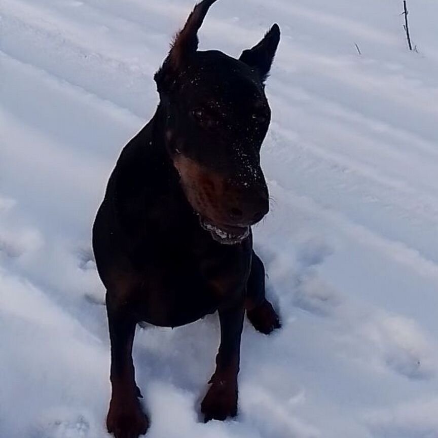 Доберман, взрослая собака