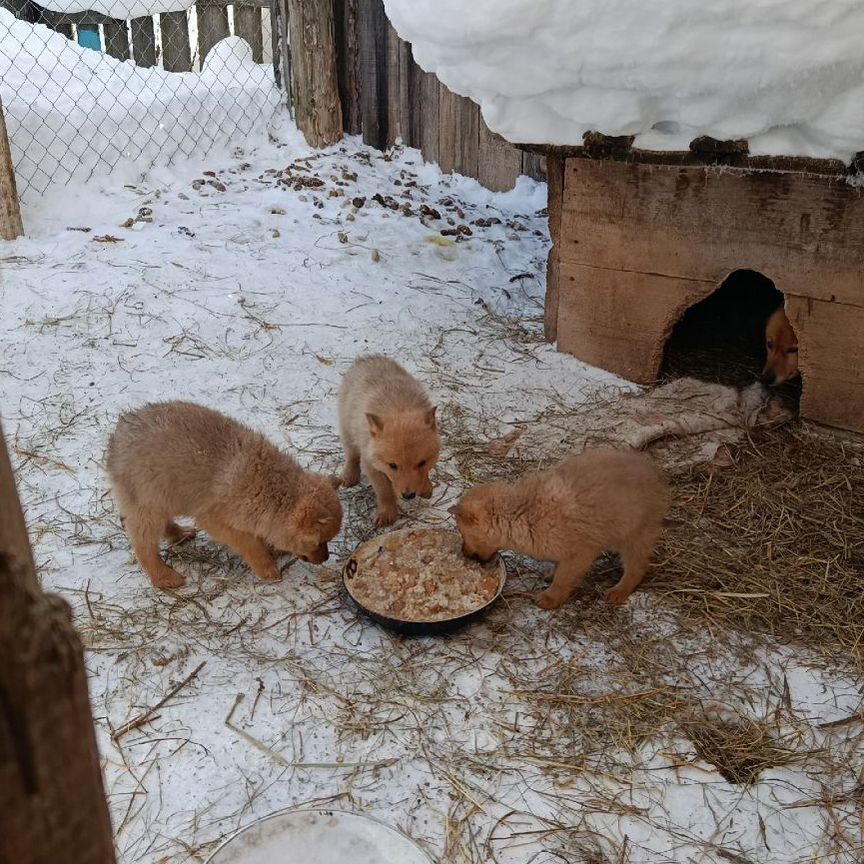 Лайка, щенок