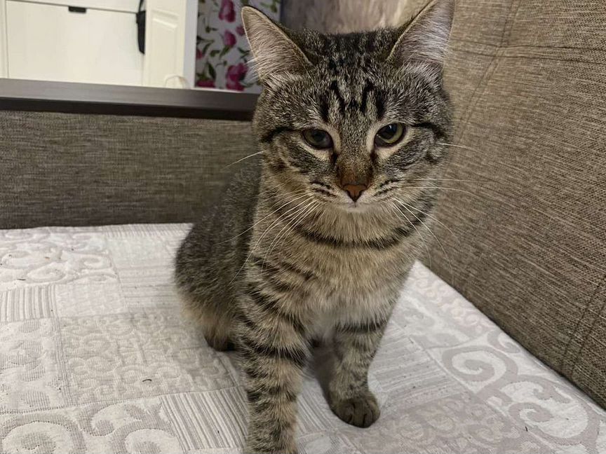 Котик которого предали, но он продолжает доверять