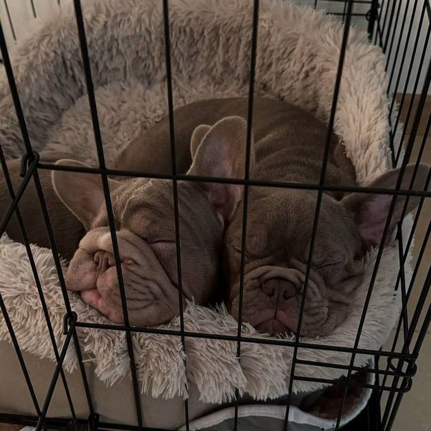 Щенок французского бульдога изабелла мальчик