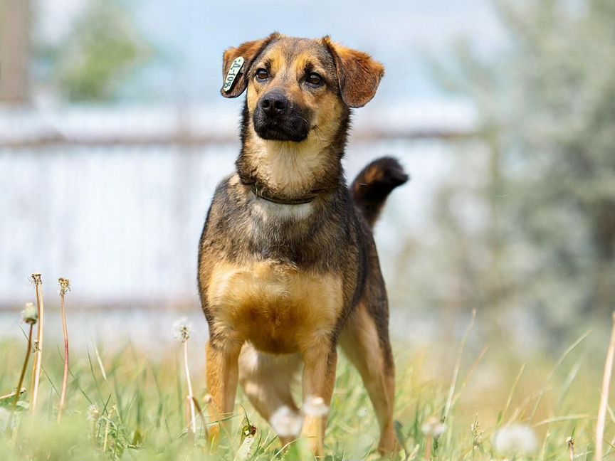 Маленький пёс ищет дом