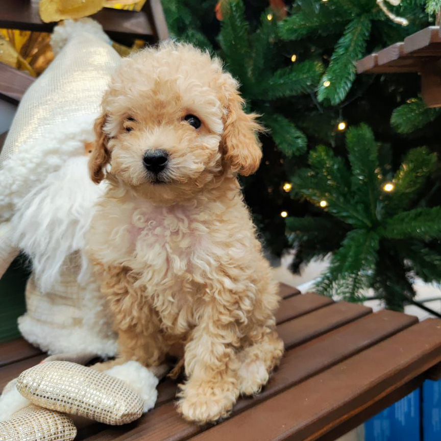 Мальтипу, щенок