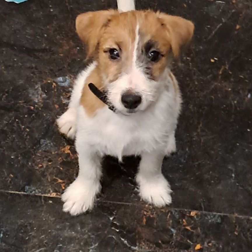 Джек рассел терьер девочка