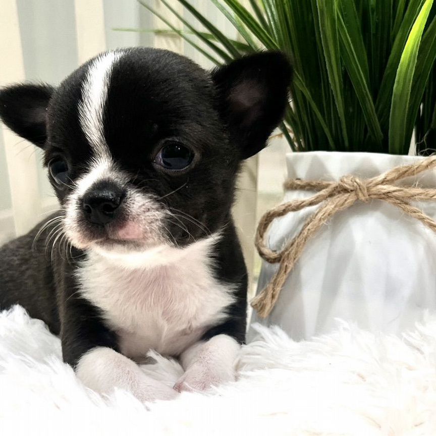 Чихуахуа, щенок