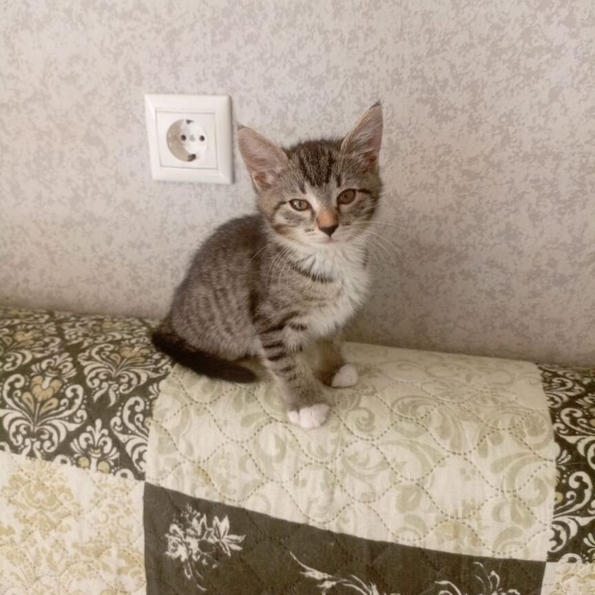 Котенок в добрые руки