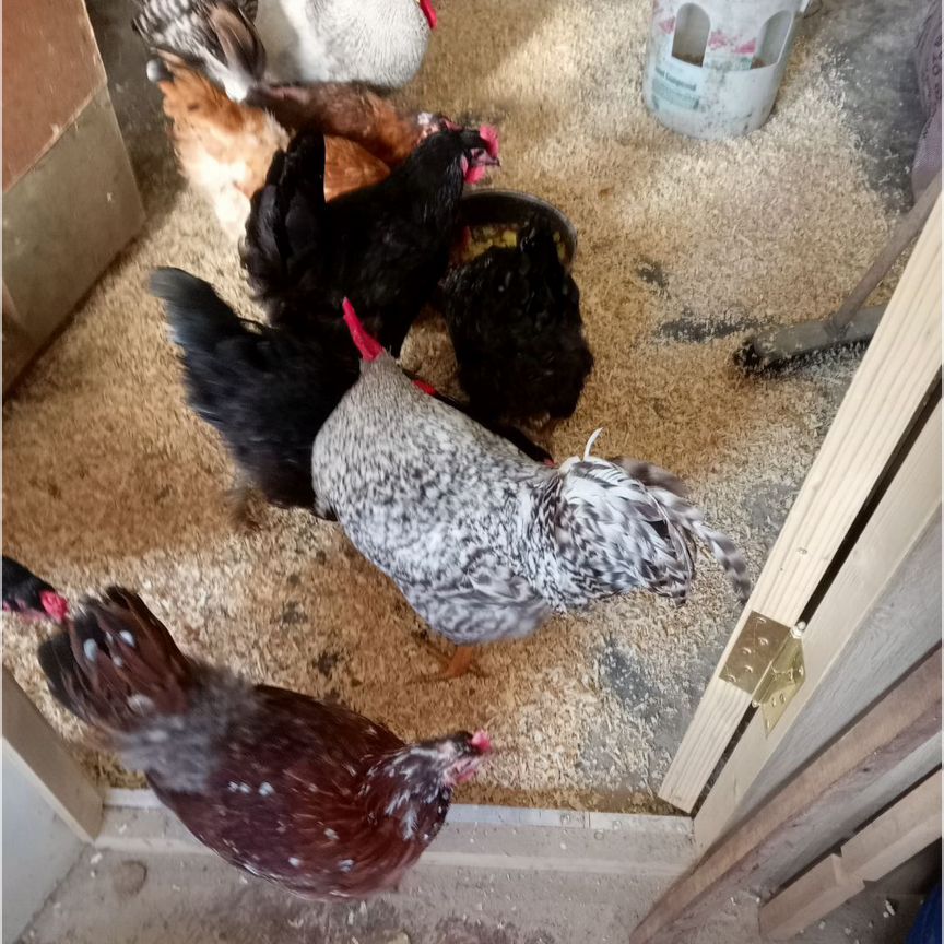 Цыплята несушки