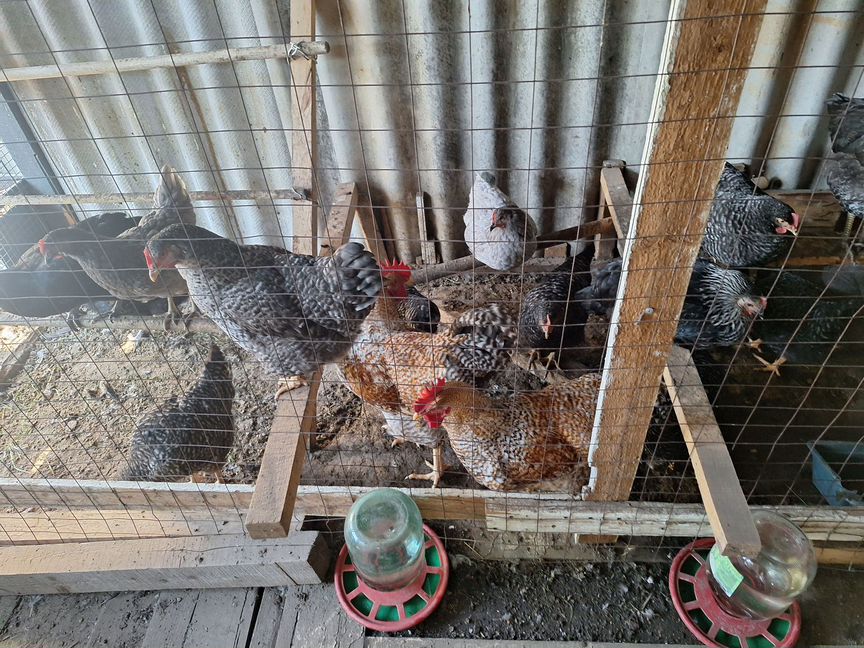 Продаю оптом кур несушек 28 шт и 2 петуха