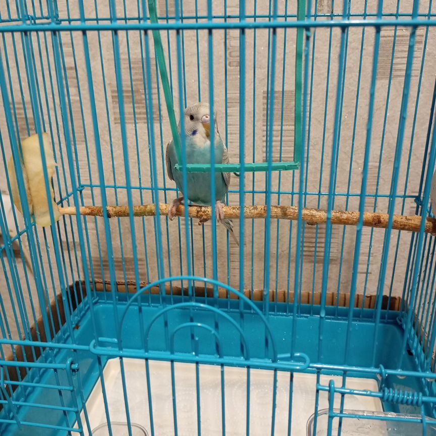 Волнистый попугай