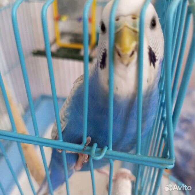 Волнистый попугайчик в добрые руки