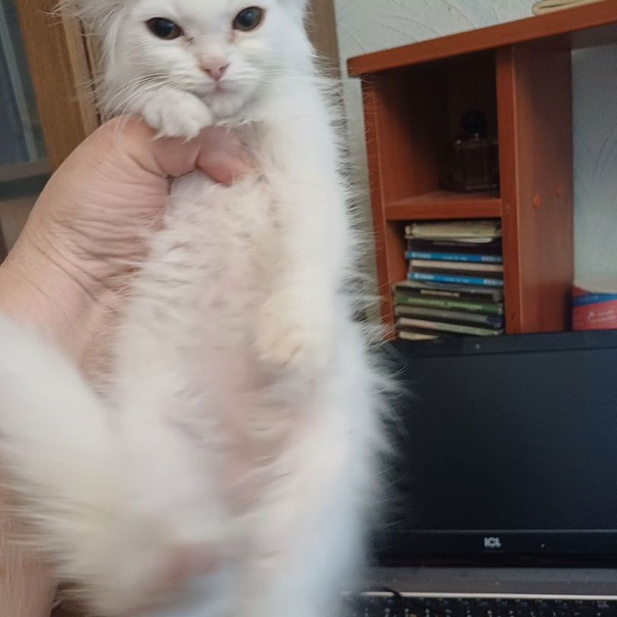 Белые пушистые классические персидские котята