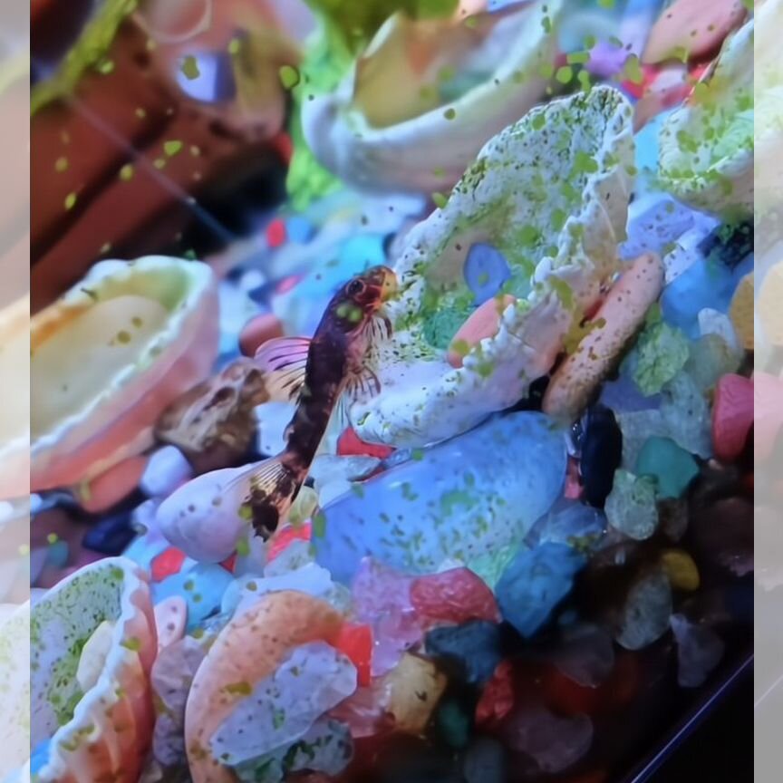 Мальки сомик анциструс в добрые руки