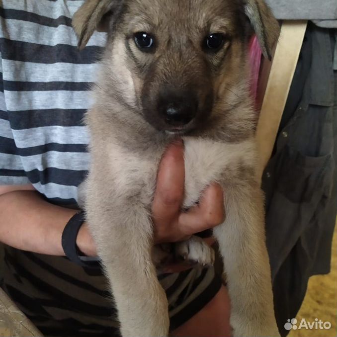 Щенок Варя в добрую семью бесплатно