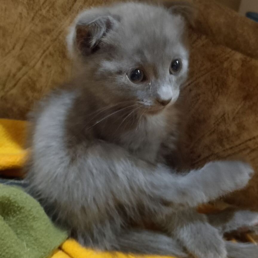 Котёнок в добрые руки