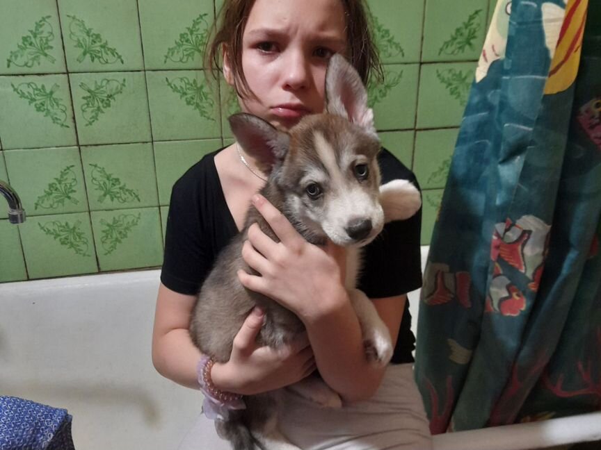 Щенки сибирской хаски мальчик