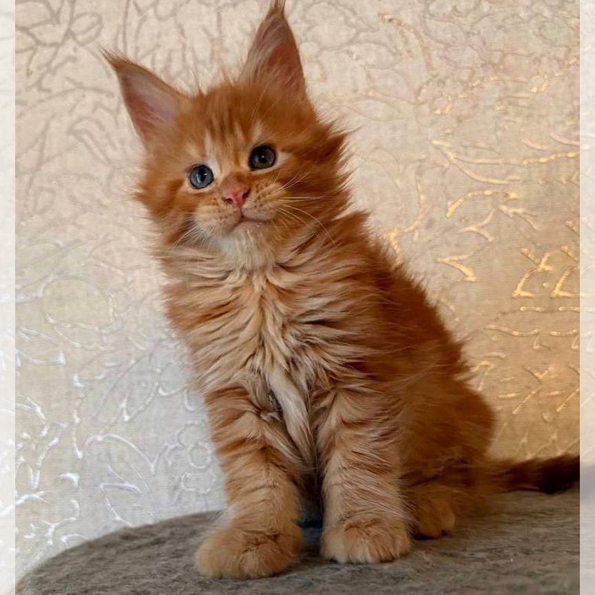 Мейн-кун котёнок