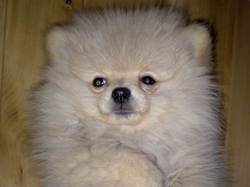 Щенки шпица