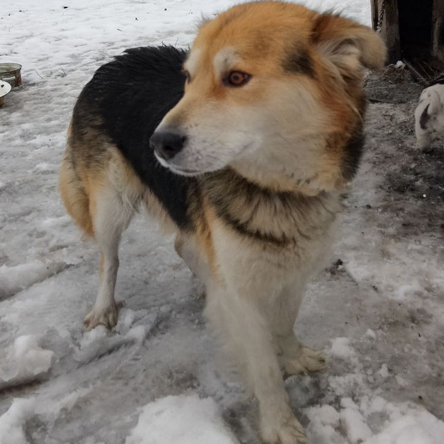 Русская гончая, щенок