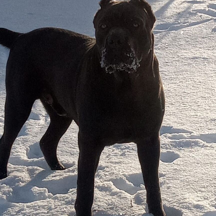 Кане корсо вязка