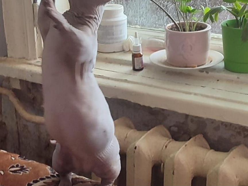 Кошка бамбино