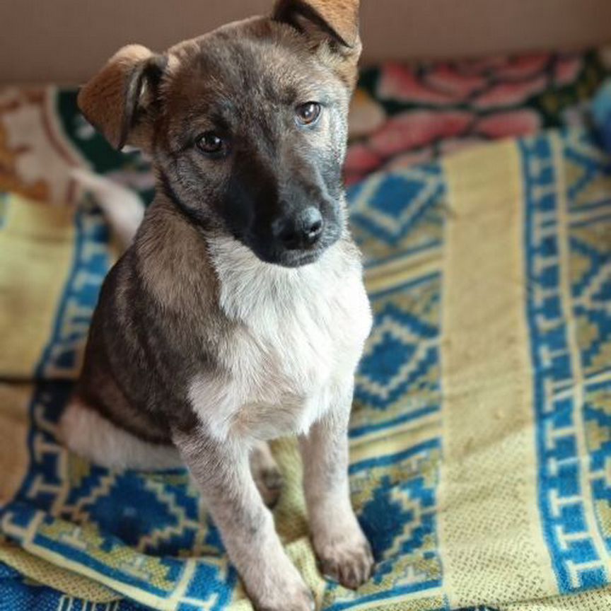 Щенок в добрые руки бесплатно