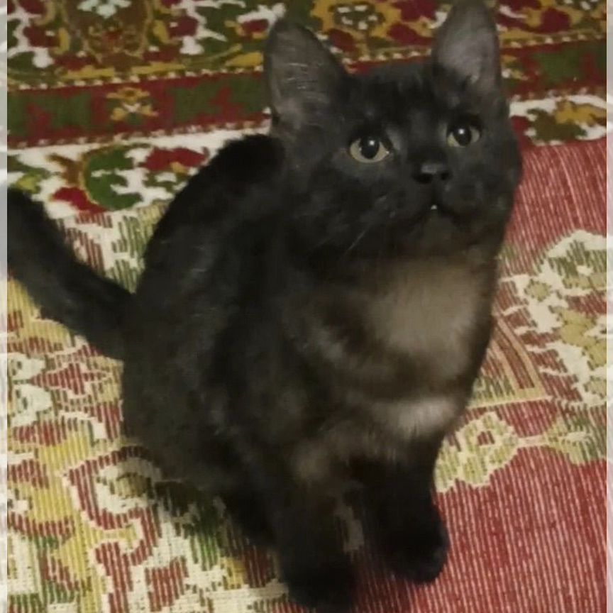 Беспородные котята