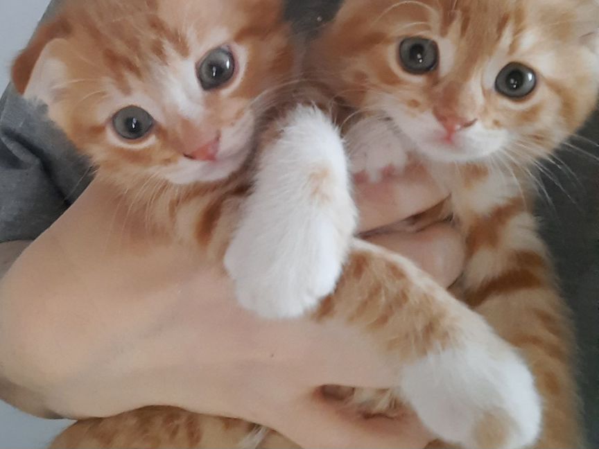 Вислоухие котята