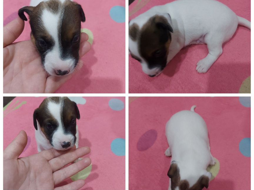 Джек Рассел терьер метисы