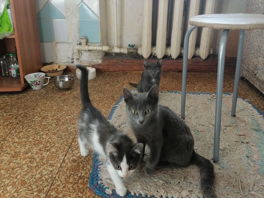 Отдам в добрые руки Котят и Кошку