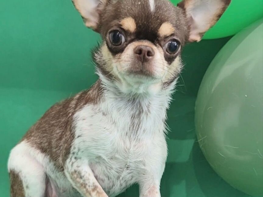 Две девочки 24 месяца