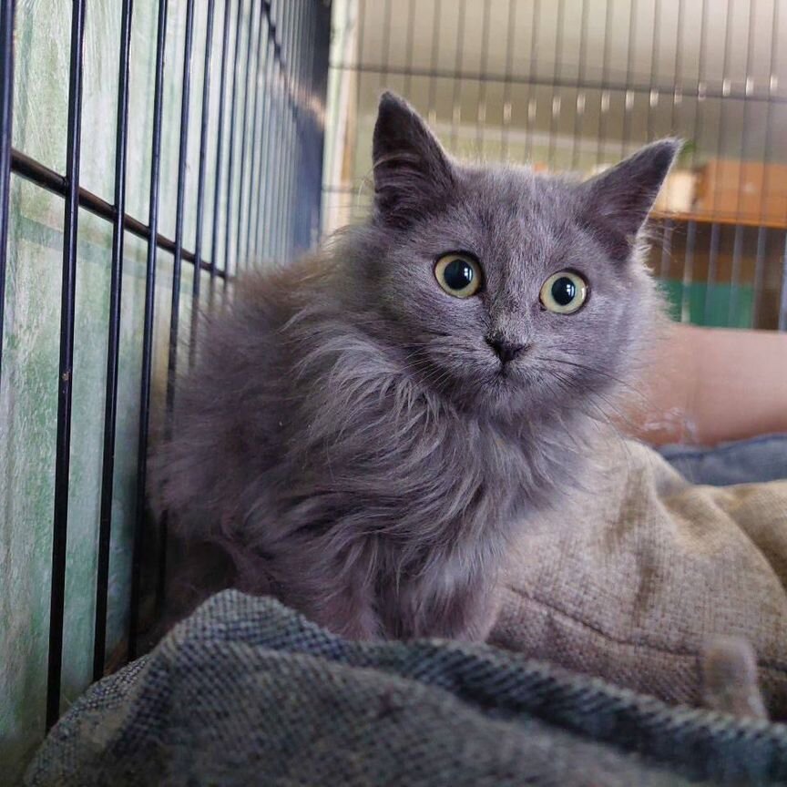 Малышке нужен дом, живёт в клеточке