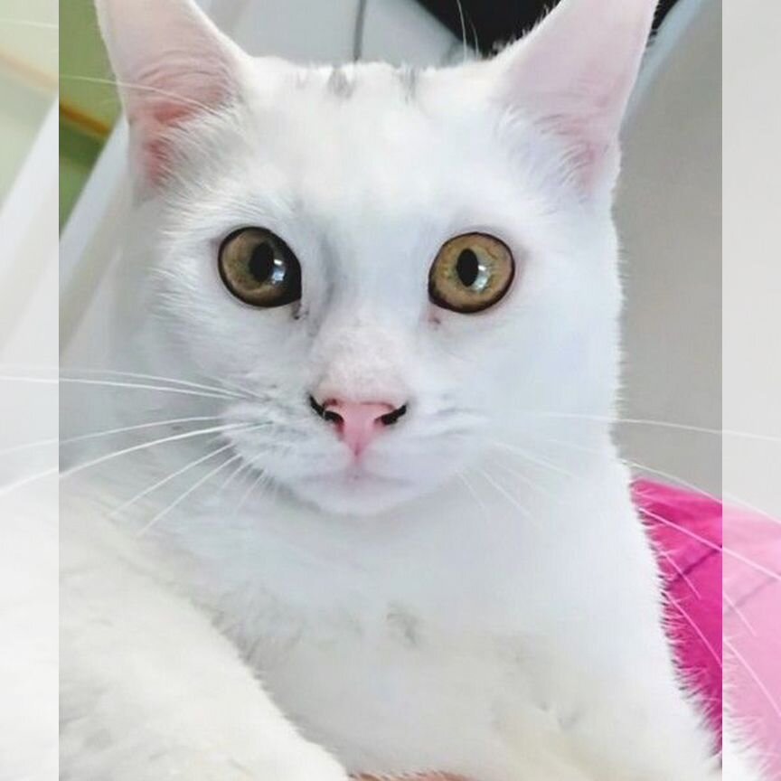 Турецкий ван котёнок