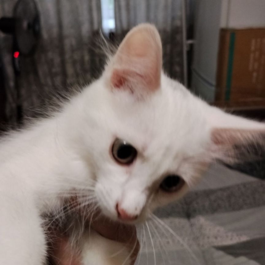 Сибирский котёнок