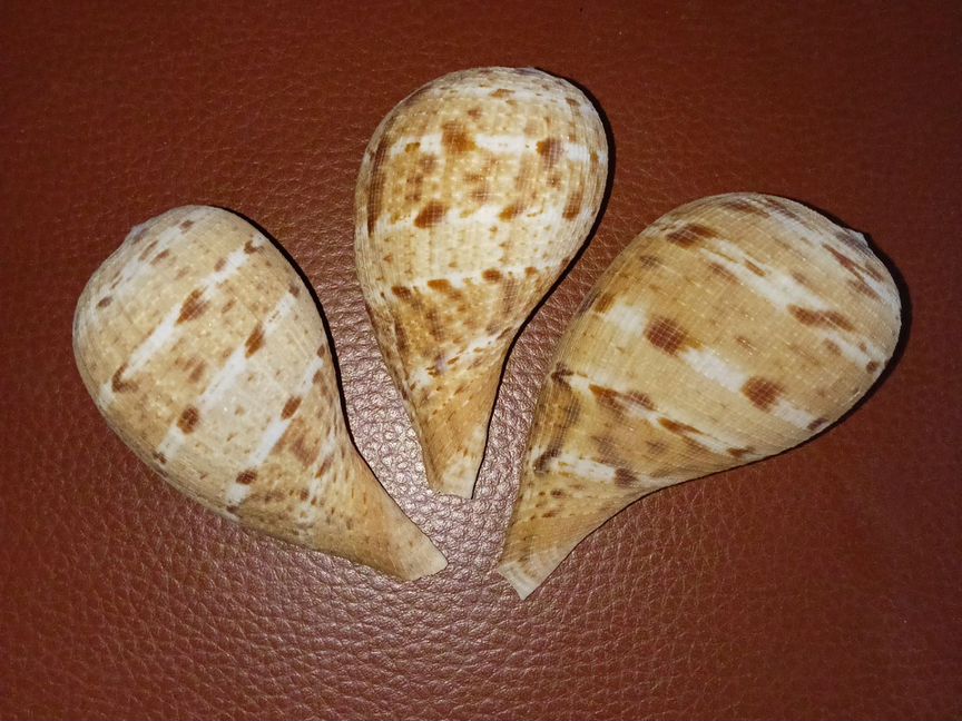 Набор ракушек Фикус