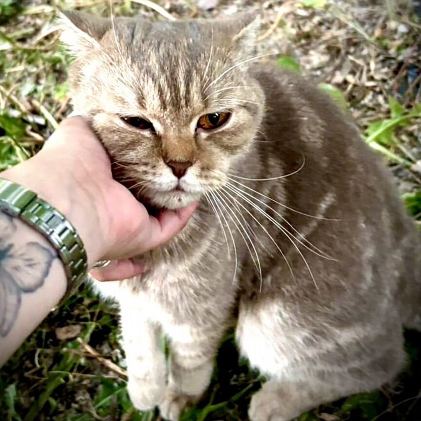 Мама Кошка с Котенком