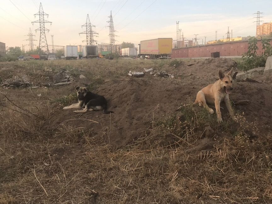 Щенки дворняжки девчули