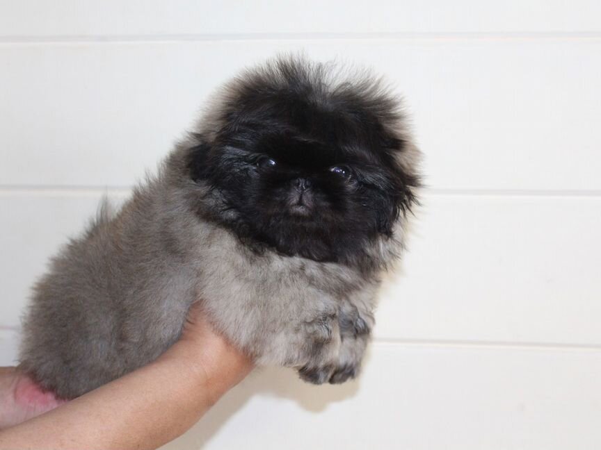 Детки императора