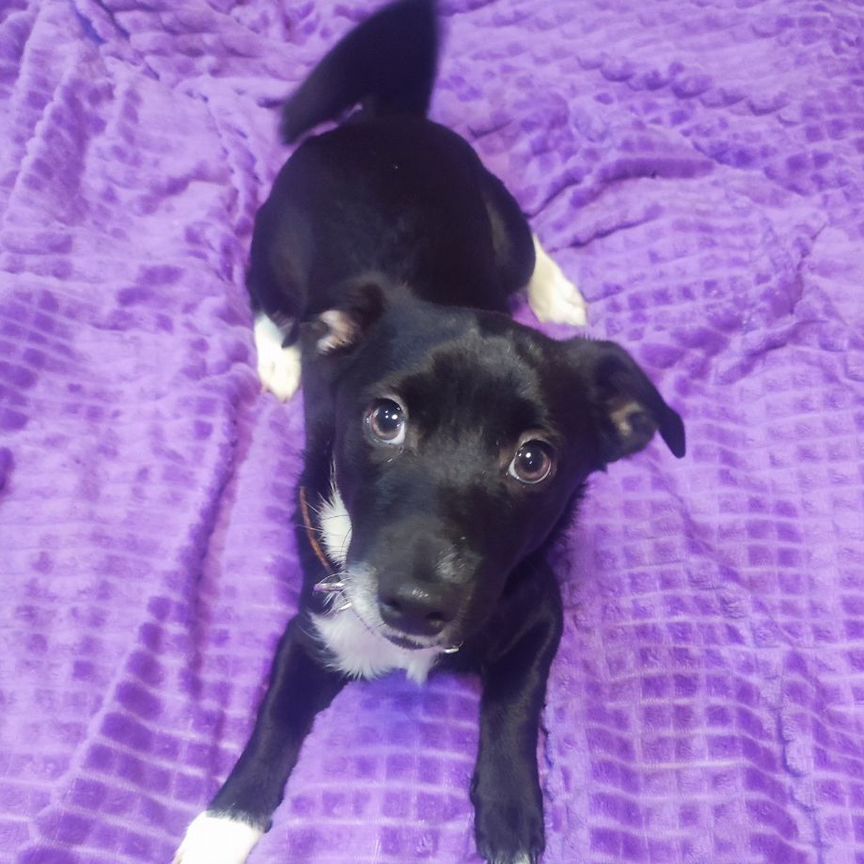 Молодой пёс