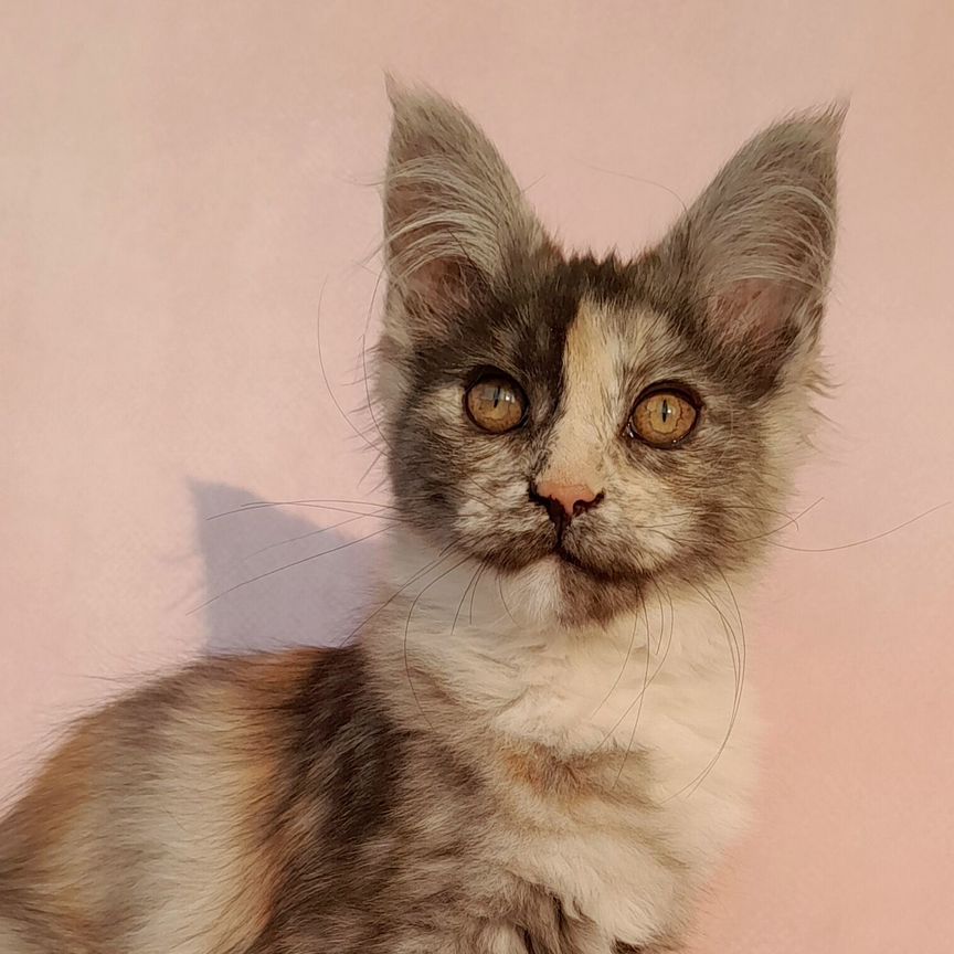 Котёнок Мейн-кун