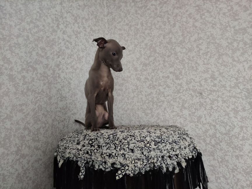 Голубая девочка левреточка