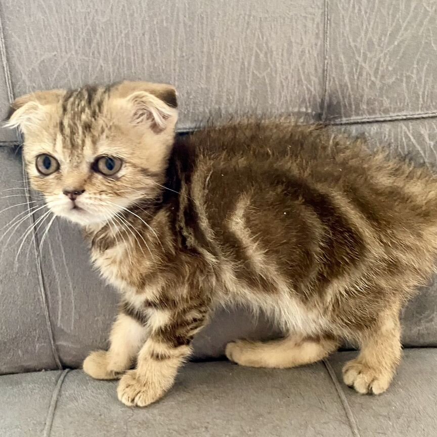 Шотландские вислоухие котята