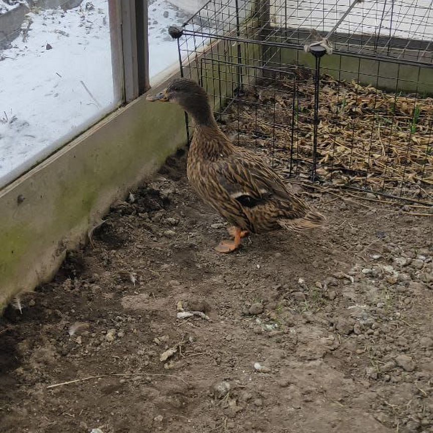 Позсадная утка