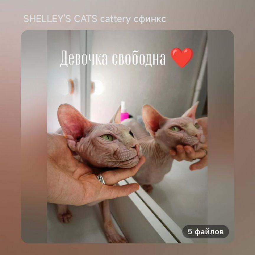 Канадский сфинкс