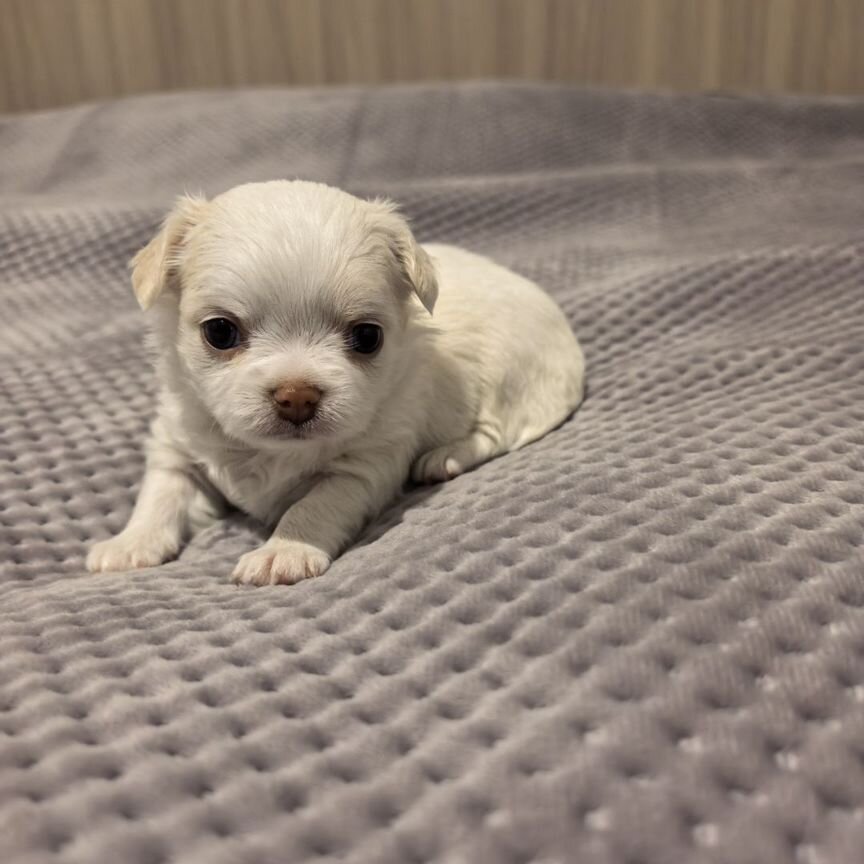 Чихуахуа, щенок